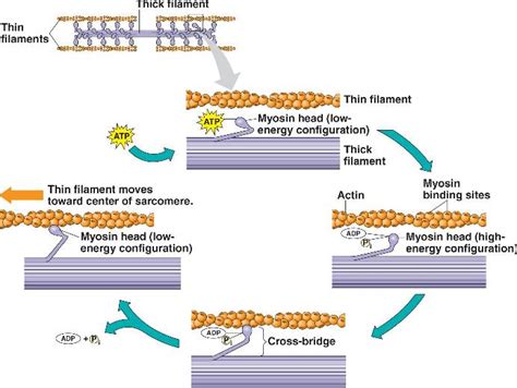 Muscle Slidinghtml 5027myosinactin4 L
