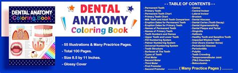 Dental Anatomy Coloring Book Learn The Basics Of Dental Anatomy