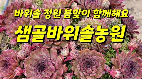 바위솔 정원 봄단장 함께 합시다 샘골바위솔농원 Youtube