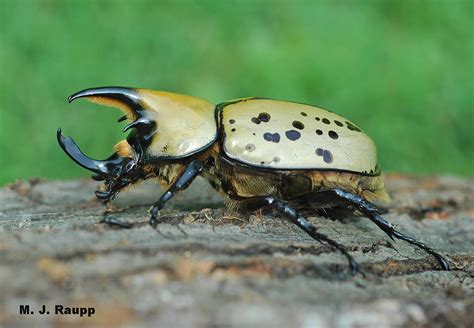 Giant Hercules Beetle
