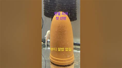 엔젤 피쉬의 산란 ㅎ 첫 산란이라서 알밥 가능성이 높지만 ㅎ 열대어는 아쿠아프렌즈 ㅎ 밴드에서 아쿠아프렌즈를 검색하세요 열대어 구피 고정구피 Youtube