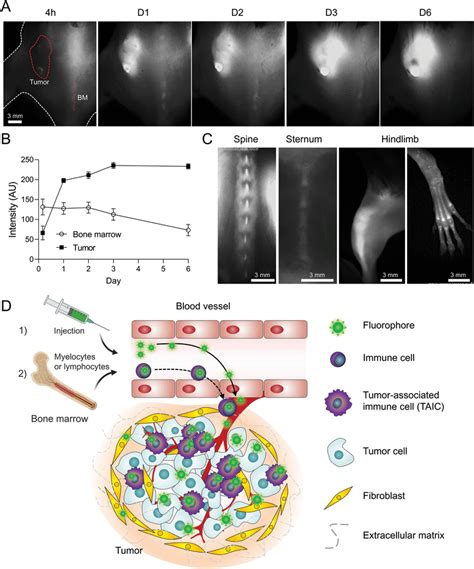 Intraoperative Tumor Imaging In The Nir‐ii Window And Targeting In The Download Scientific