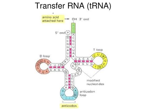 Ppt From Gene To Protein Powerpoint Presentation Free Download Id