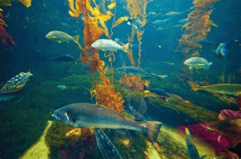 Different Fish Swimming In Aquarium 