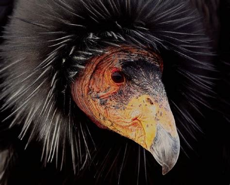First Wild California Condor Nestling Of The Season Hatched At Arizona
