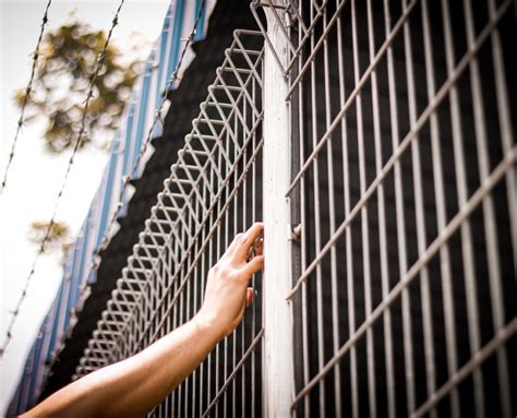 Lsn Welded Mesh Fence Lensern