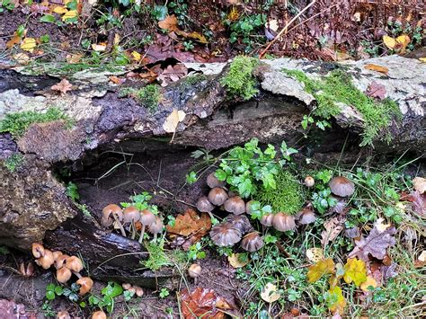 How Trees Teach Us About Connection