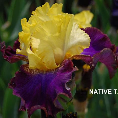 Iris Native Tale Gradina Chic