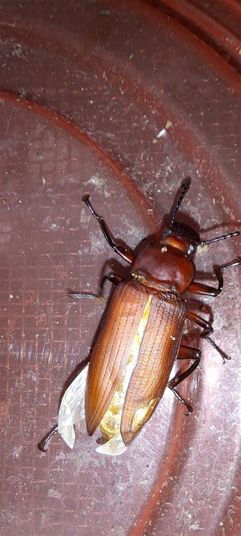 Superworm Into Beetle At Allen Merrow Blog