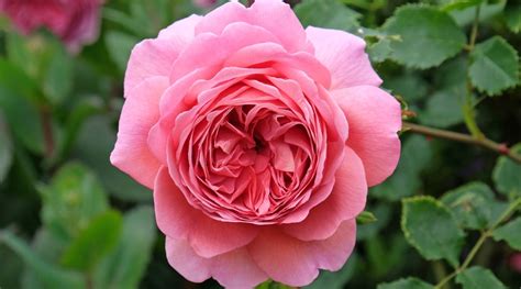 27 Stunning Pink Rose Varieties For Your Garden