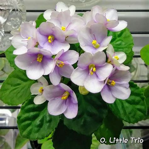 Optimara Little Trio