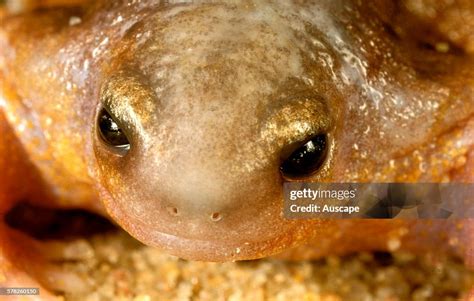 Turtle Frog Myobatrachus Gouldii Eats Almost Only Termites News
