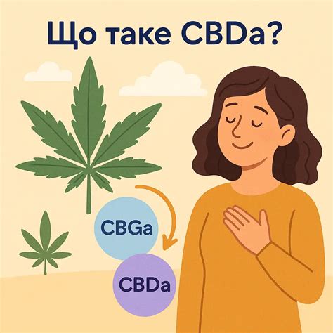 Cbda Vs Cbd Differences Actions Effects And Scientific Facts ⭐️