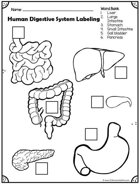 Digestive System Printable Worksheets