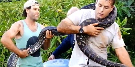 Guys Rescue A Mama Python — And Her 40 Eggs Videos The Dodo