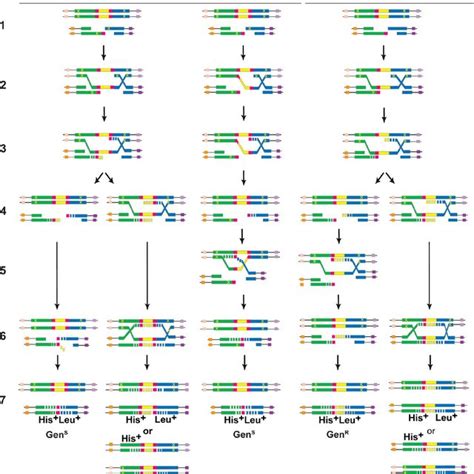 Tetrad Analysis For Unselected Tetrads Download Table