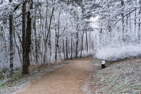 Forest In Winter With Withered Trees And A Path For Tourists Stock