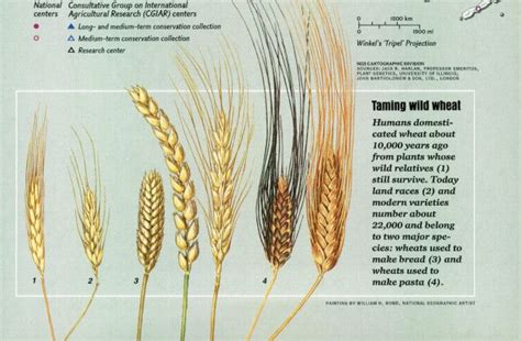 Discover The Different Types Of Wheat For Bread And Pasta Grain