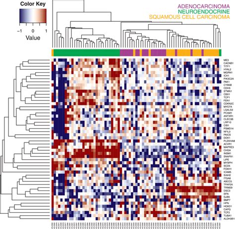 Heatmap Of Gene Expression Hierarchic Clustering For Formalin Fixed