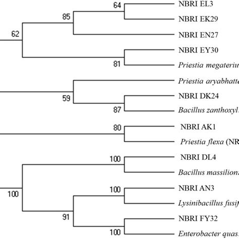 Distribution Of Siderophore Producing Endophytic Bacterial Isolates Download Scientific Diagram