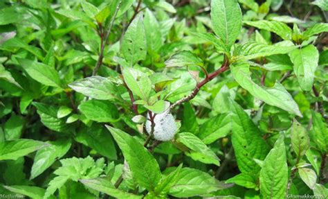 [reblog] A Soap Foam Like Bug Spittlebug