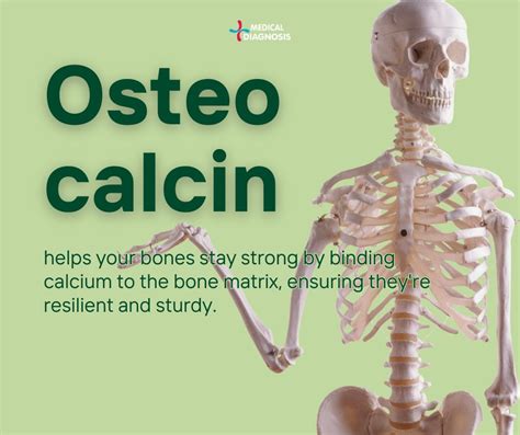 Osteocalcin Bonehealth Metabolism Insulinregulation Boneformation