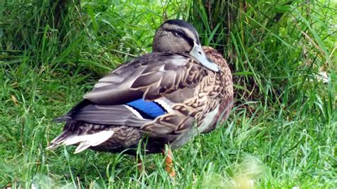 Mallard Ducks Breed Information Omlet