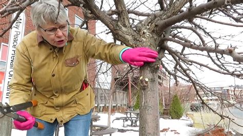 Youtube Pruning Crab Apple Tree At Jerome Cairns Blog