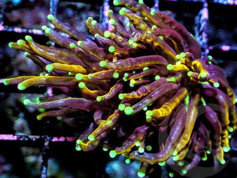 Court Jester Torch Pacific East Aquaculture