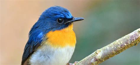 Class Sauropsida Angelena Mangieri