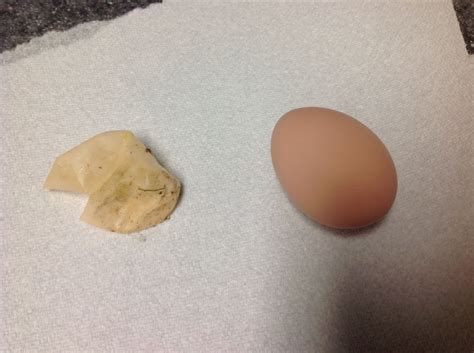 Brittle Egg Shells Backyard Chickens Learn How To Raise Chickens