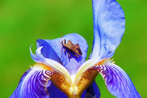 Jak Rozróżnić Samca Od Samicy Straszyka Humanpropl