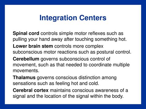 Ppt Neural Control Of Exercising Muscle Powerpoint Presentation Free Download Id 5703544