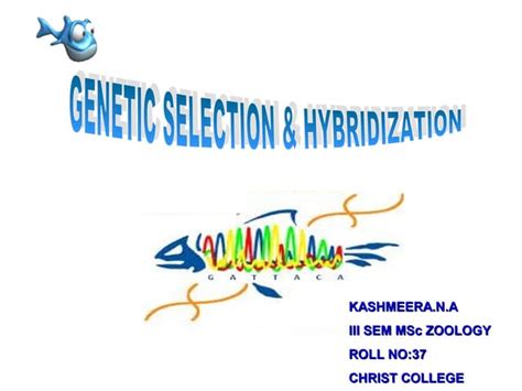 Genetic Selection And Hybridization Kashmeera Ppt