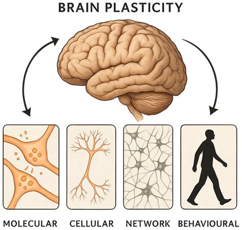 Molecular Foundations Of Neuroplasticity In Brain Tumours From