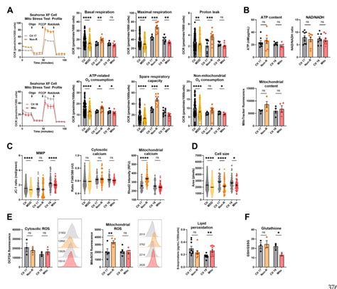 Mitochondrial Bioenergetics In Fibroblasts A Mitochondrial