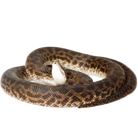Spotted Python Reptichip Llc Spotted Python Reptichip Llc