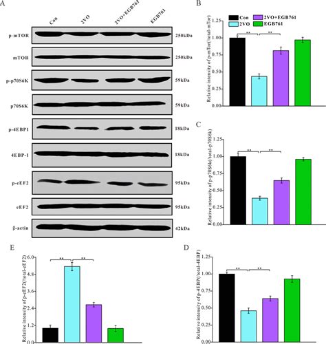 Egb761 Ameliorates Chronic Cerebral Hypoperfusion Induced Cognitive Dysfunction And Synaptic
