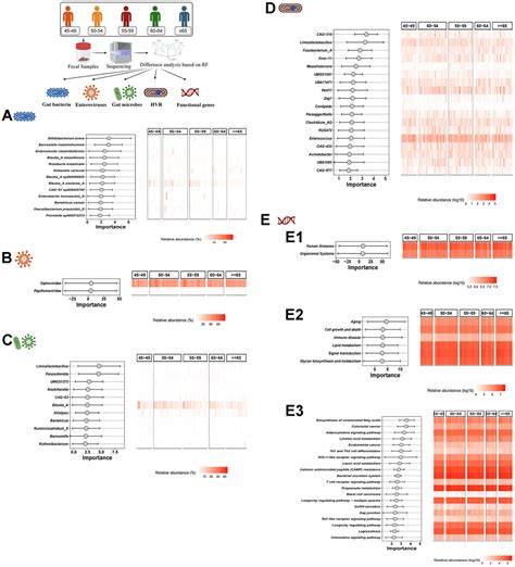 Age And Aging Process Alter The Gut Microbes Figure F2 Aging
