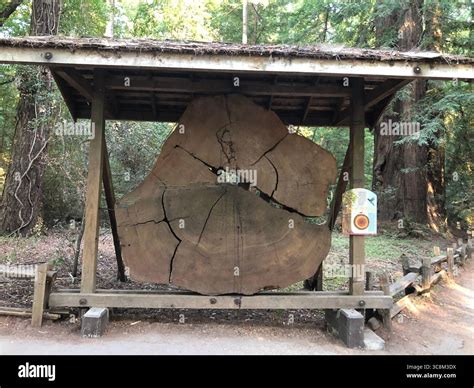 Tree Ring Display From A Giant Redwood Tree Showcasing Centuries Of
