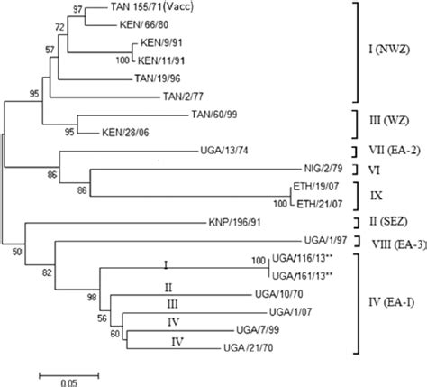 a neighbor joining tree showing the relationships between the vp1