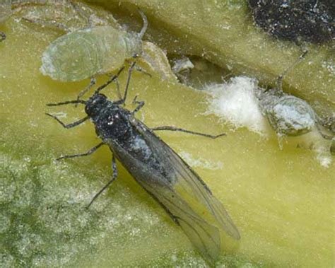 Pemphigus Aphids Identification Images Ecology