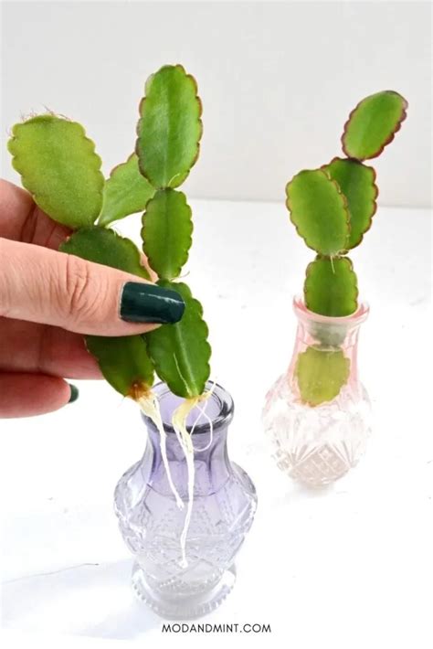 How To Propagate An Easter Cactus