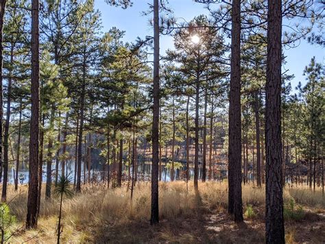 Longleaf Pine Ecosystems Are Focus Of October Sandhills Field Trip