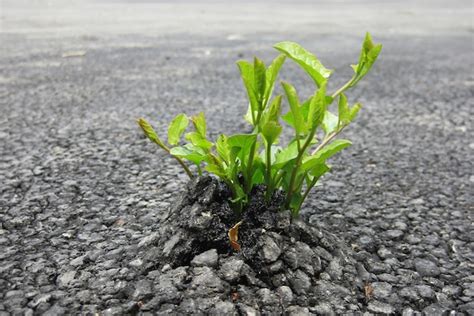 Premium Photo The Tree Breaks Through The Concrete The Power Of Nature Restoration