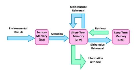 Diagram Of Multistore Model Of Memory Quizlet Diagram Of Multistore Model Of Memory Quizlet