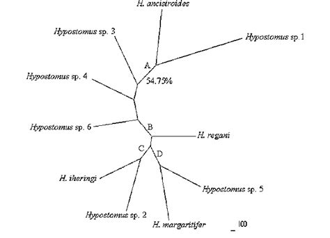 phylogeny tree inferred using allozyme data node numbers refer to