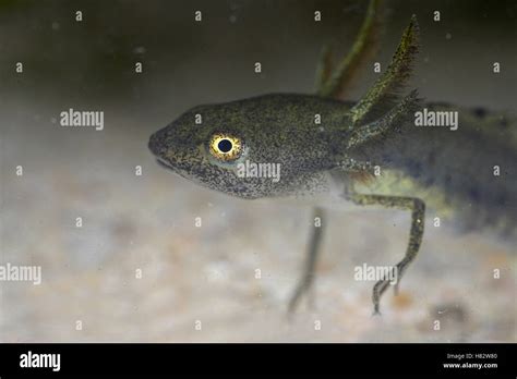 Great Crested Newt Triturus Cristatus Larva Showing Gills Wageningen