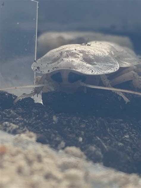 Freshly Molted Discoid Roach Looking Adorable Rroaches