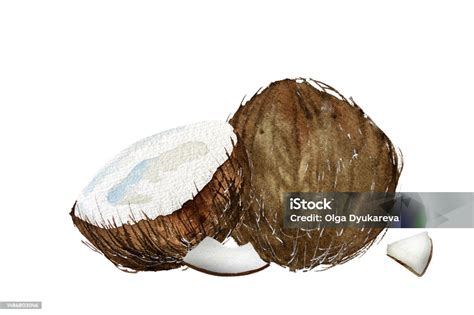 코코넛의 수채화 그림입니다 코코넛 과일 코코넛 수채화 조각 코코넛 그리기 격리 갈색에 대한 스톡 벡터 아트 및 기타 이미지 갈색 건강한 식생활 농업 Istock
